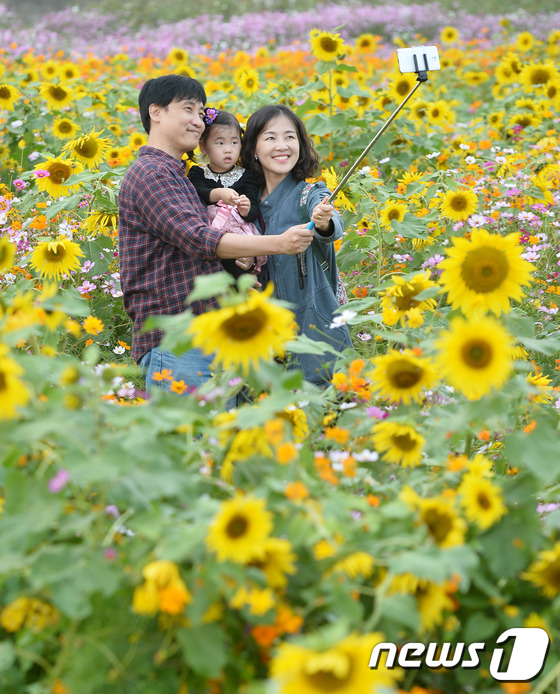 '가을꽃과 함께' - 뉴스1