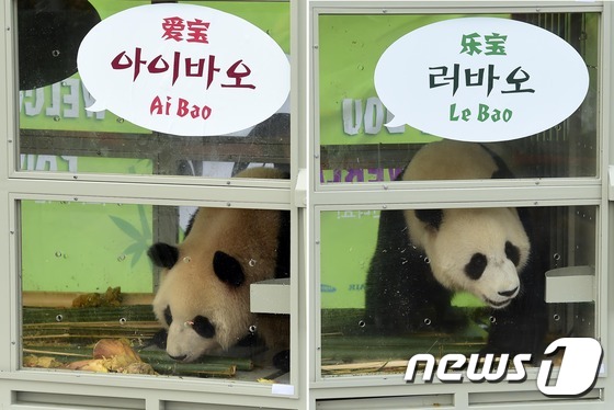 시진핑의 선물 '아이바오 러바오' - 뉴스1