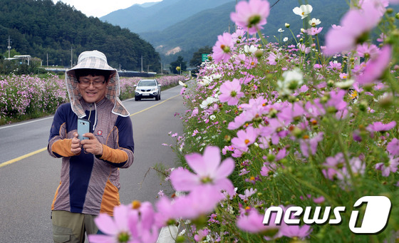가을전령사 코스모스 활짝 뉴스1