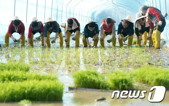 다가오는 입춘 '올해 첫 모내기' - 뉴스1