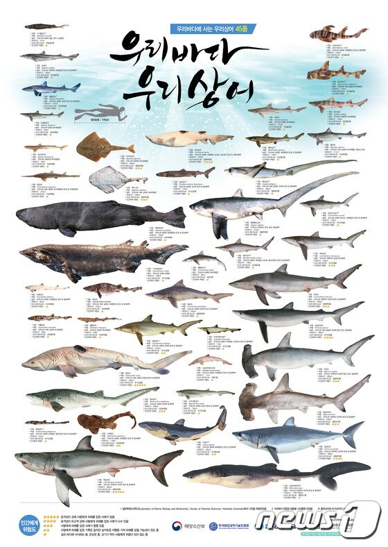 우리바다 서식 상어 45종 ‘종류·크기·위험도 한눈에 뉴스1 