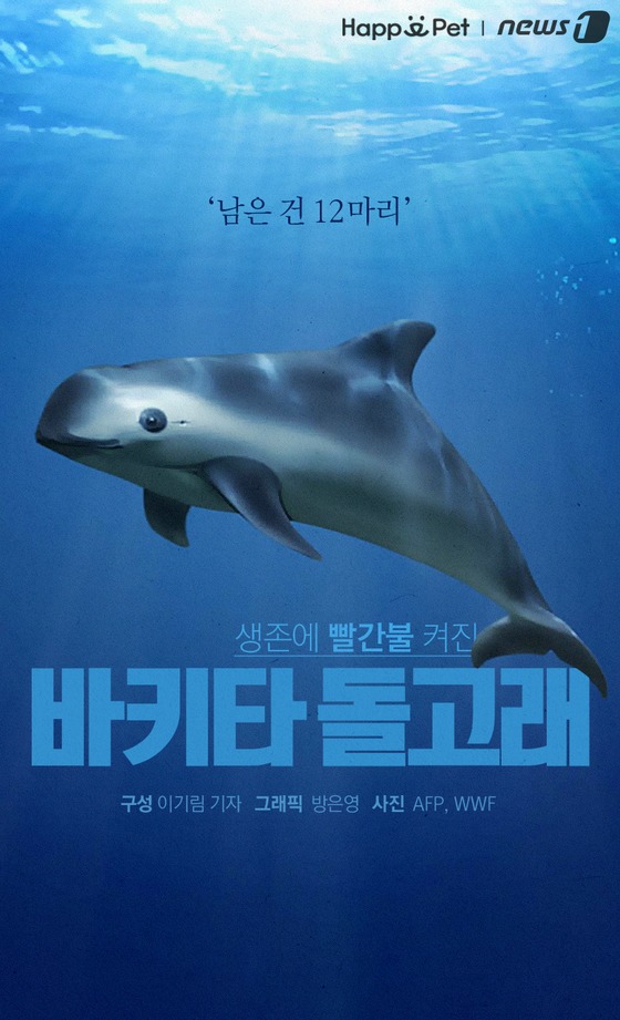 [펫카드] 지구상 12마리 남은 바다의 판다 바키타돌고래