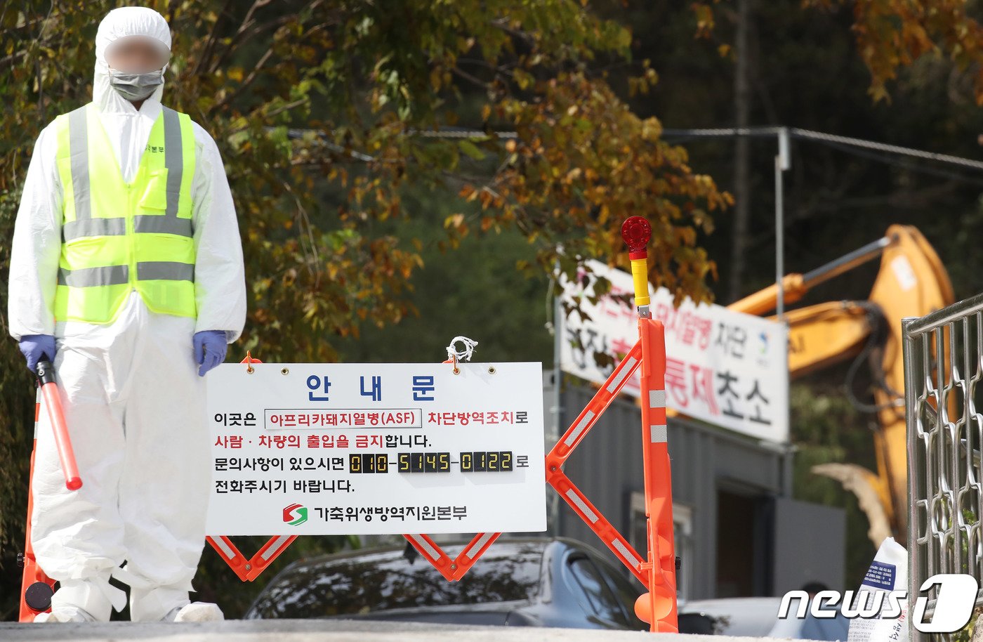 양구서 돼지열병, 인제서는 소 식중독…강원 축산농가 ‘긴장’ - 뉴스1