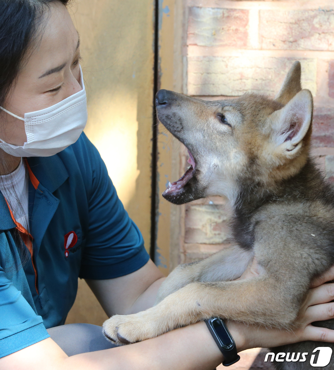하품하는 새끼 늑대 - 뉴스1