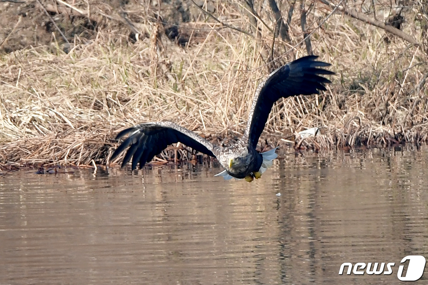 먹잇감 찾아 나선 흰꼬리수리 - 뉴스1