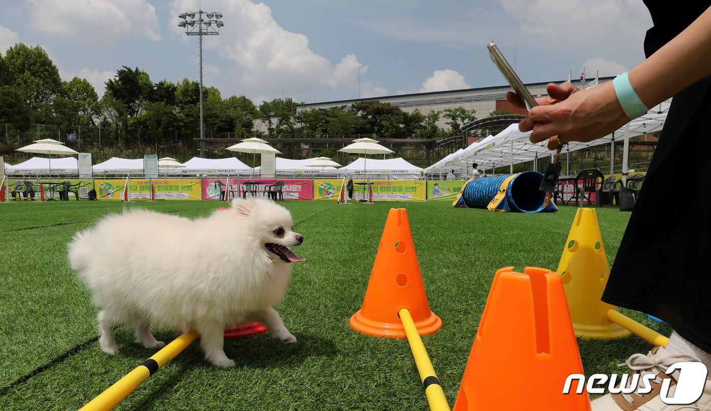 '댕댕이와 소중한 추억' - 뉴스1